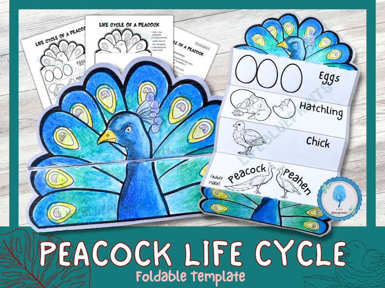 Foldable Peacock Life Cycle Learning Activity for Kids | Bird Unit ...
