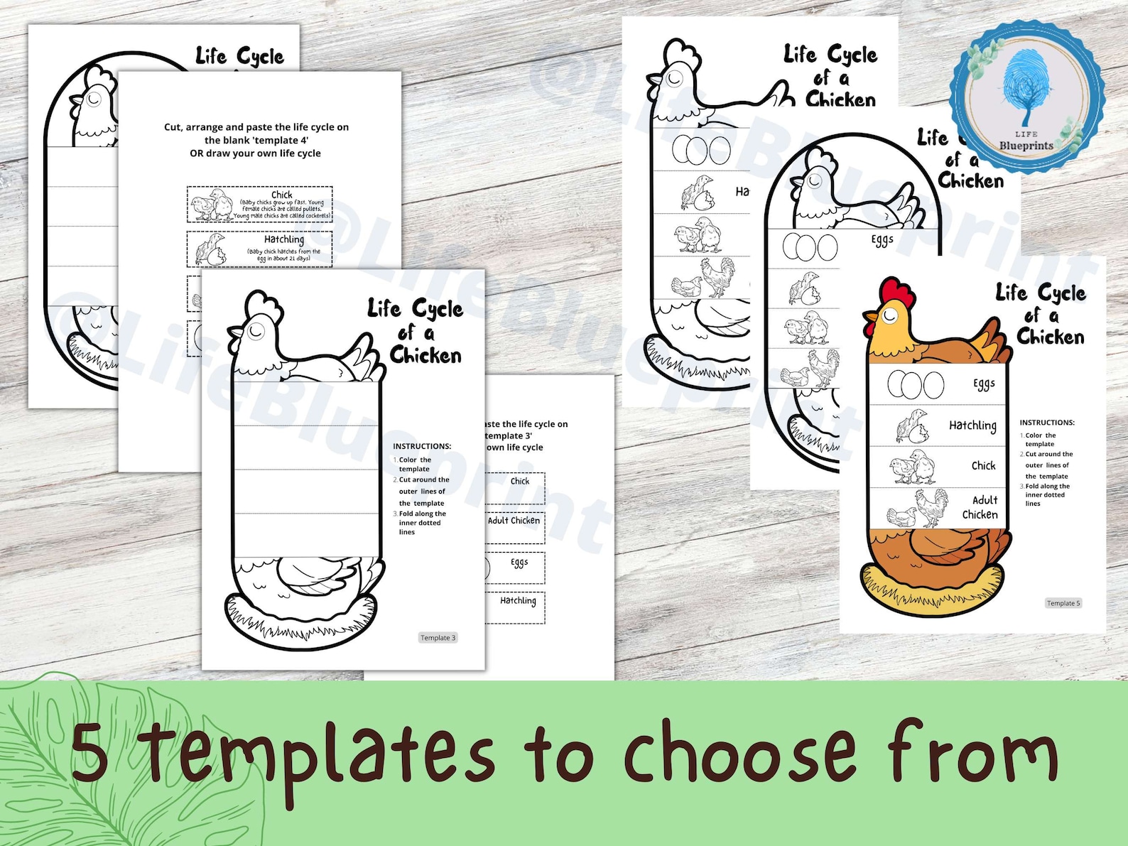 Foldable Chicken Life Cycle Learning Activity for Kids A4 and 11x8.5 ...