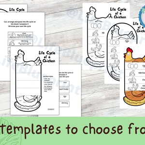 Foldable Chicken Life Cycle Learning Activity for Kids | A4 and 11x8.5 ...