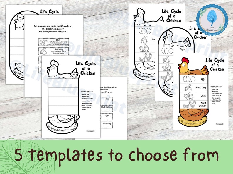 Foldable Chicken Life Cycle Learning Activity for Kids | A4 and 11x8.5 ...