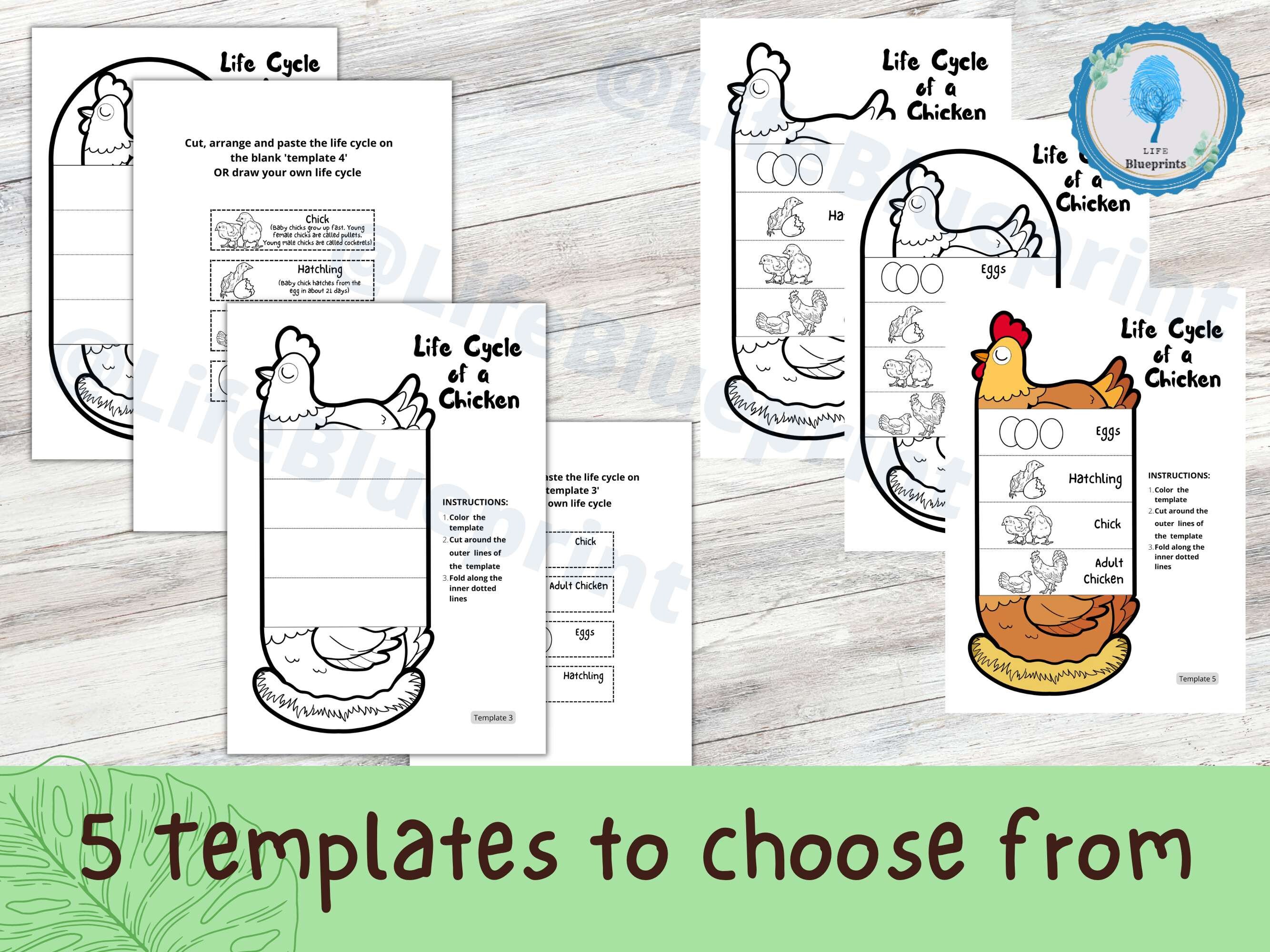 Foldable Chicken Life Cycle Learning Activity for Kids A4 and 11x8.5 ...