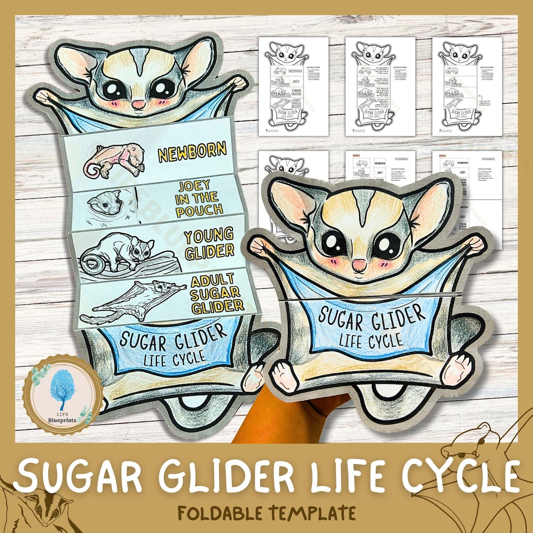 Sugar Glider Life Cycle Activity for Kids | Foldable Craft | Australian ...