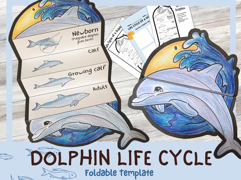 Foldable Dolphin Life Cycle Learning Activity for Kids A4 and 11x8.5 ...