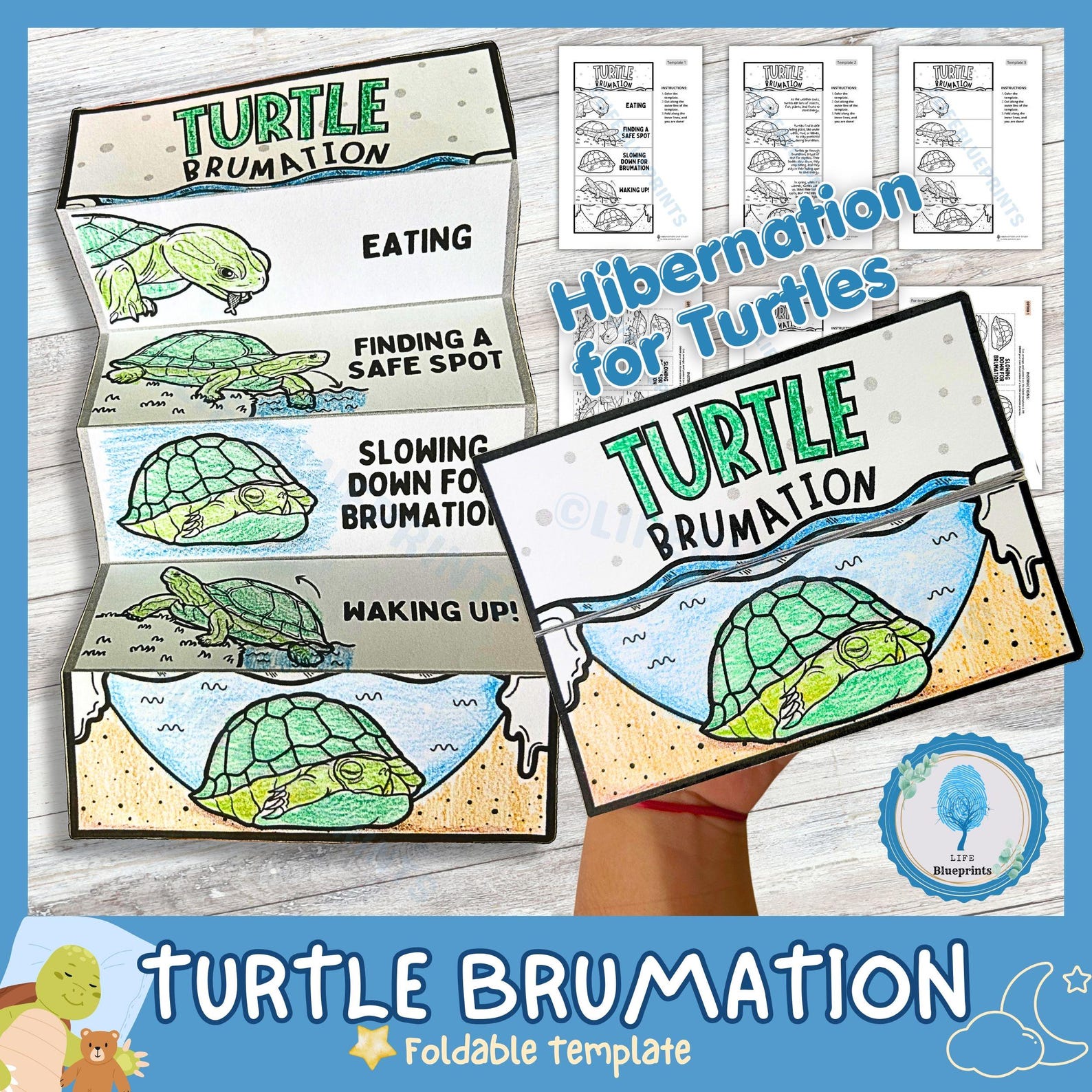 Turtle Brumation Foldable Activity | How Reptiles Hibernate ...