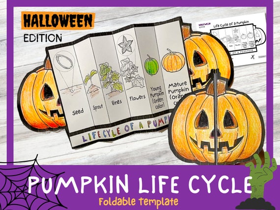 Foldable Pumpkin Life Cycle Learning Activity for Kids - Etsy