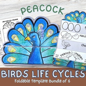 Bird Life Cycle Bundle of 6 Templates | Duck, Chicken, Penguin, Parrot ...