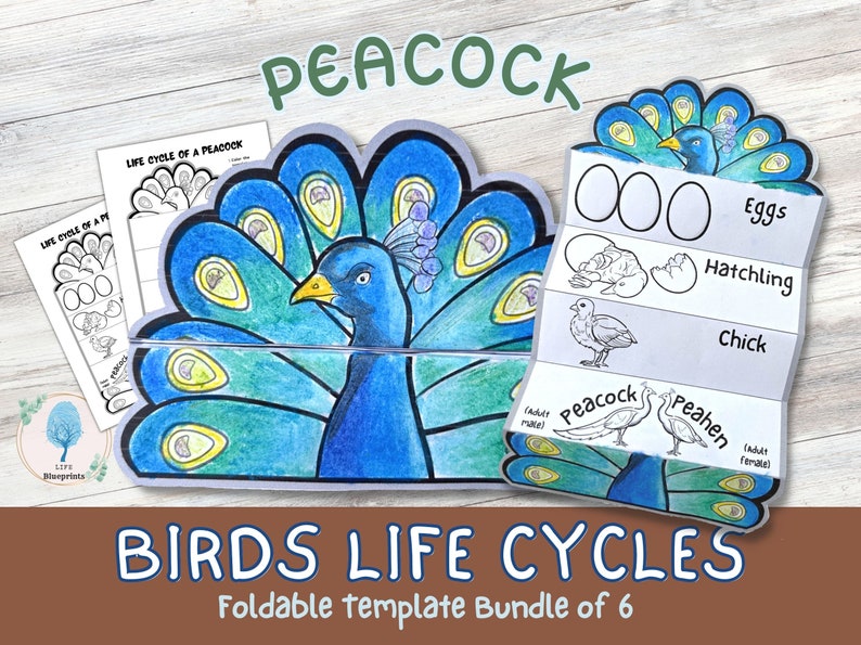 Bird Life Cycle Bundle of 6 Templates Duck, Chicken, Penguin, Parrot ...