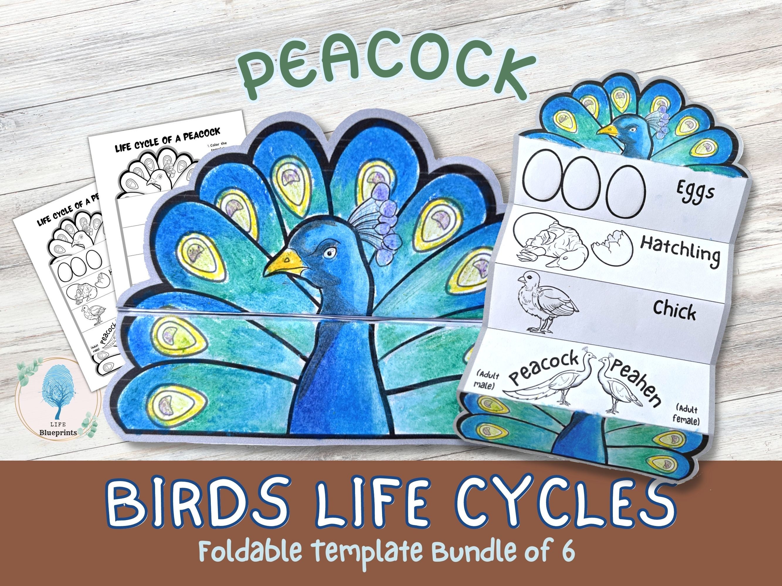 Bird Life Cycle Bundle of 6 Templates Duck, Chicken, Penguin, Parrot ...