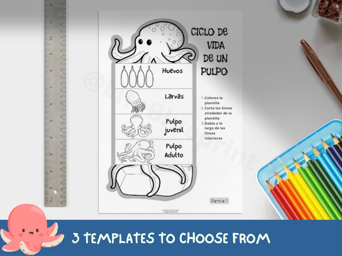 SPANISH Octopus Life Cycle Learning Activity for Kids | Montessori ...