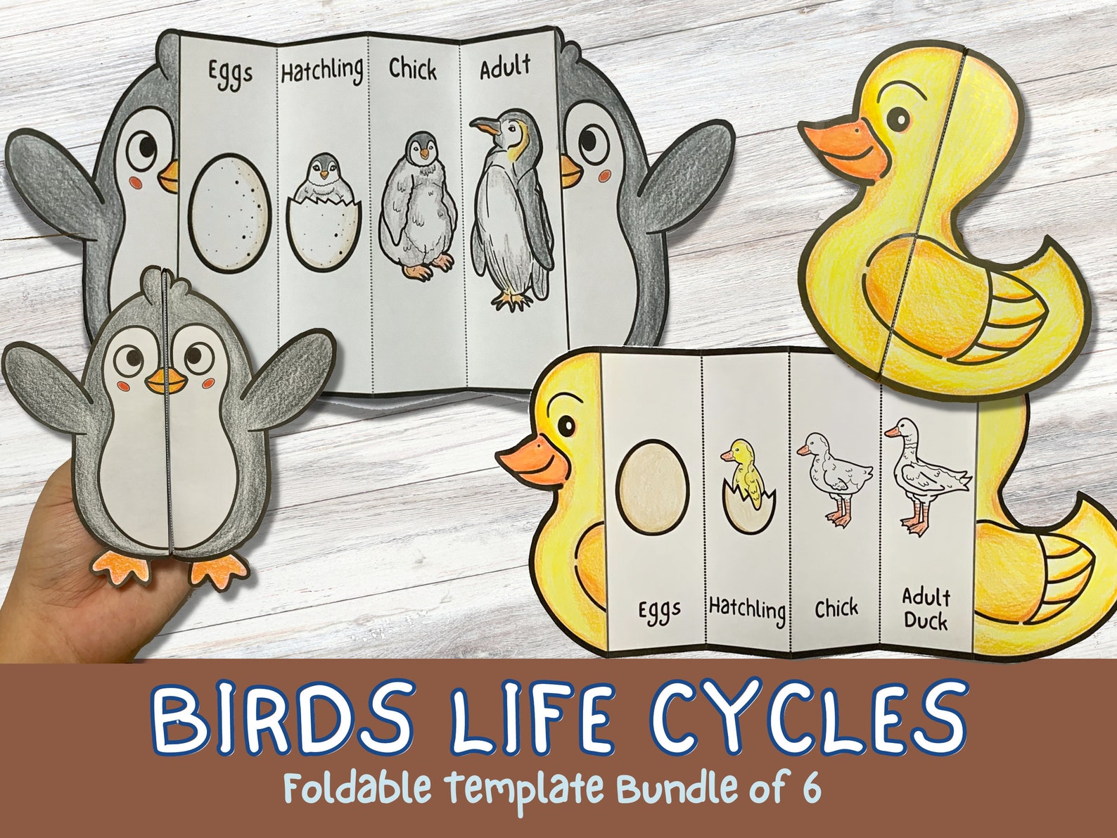 Bird Life Cycle Bundle of 6 Templates Duck, Chicken, Penguin, Parrot ...