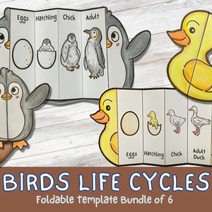 Bird Life Cycle Bundle of 6 Templates | Duck, Chicken, Penguin, Parrot ...