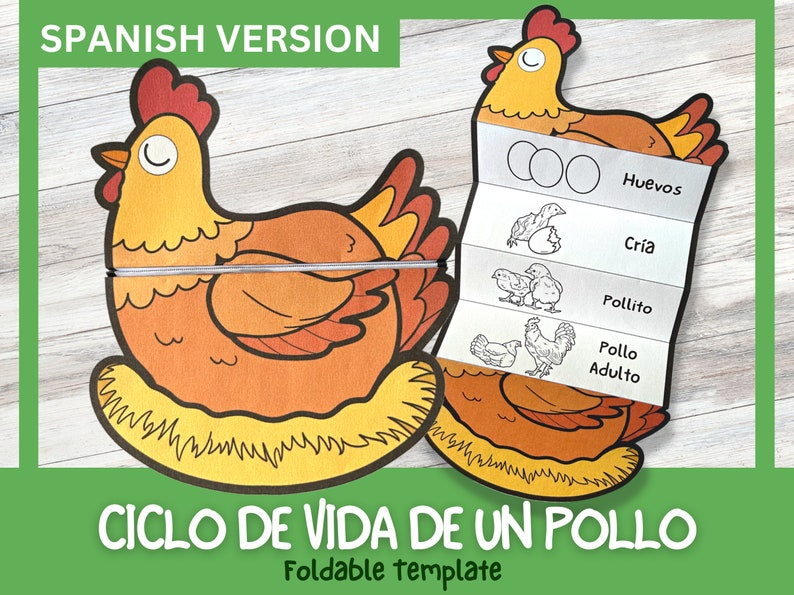 SPANISH Chicken Life Cycle Learning Activity for Kids A4 and 11x8.5 ...