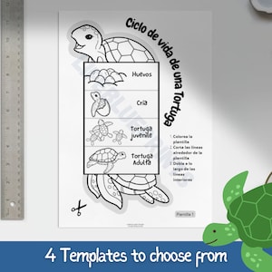 SPANISH Turtle Life Cycle Learning Activity for Kids | Montessori ...