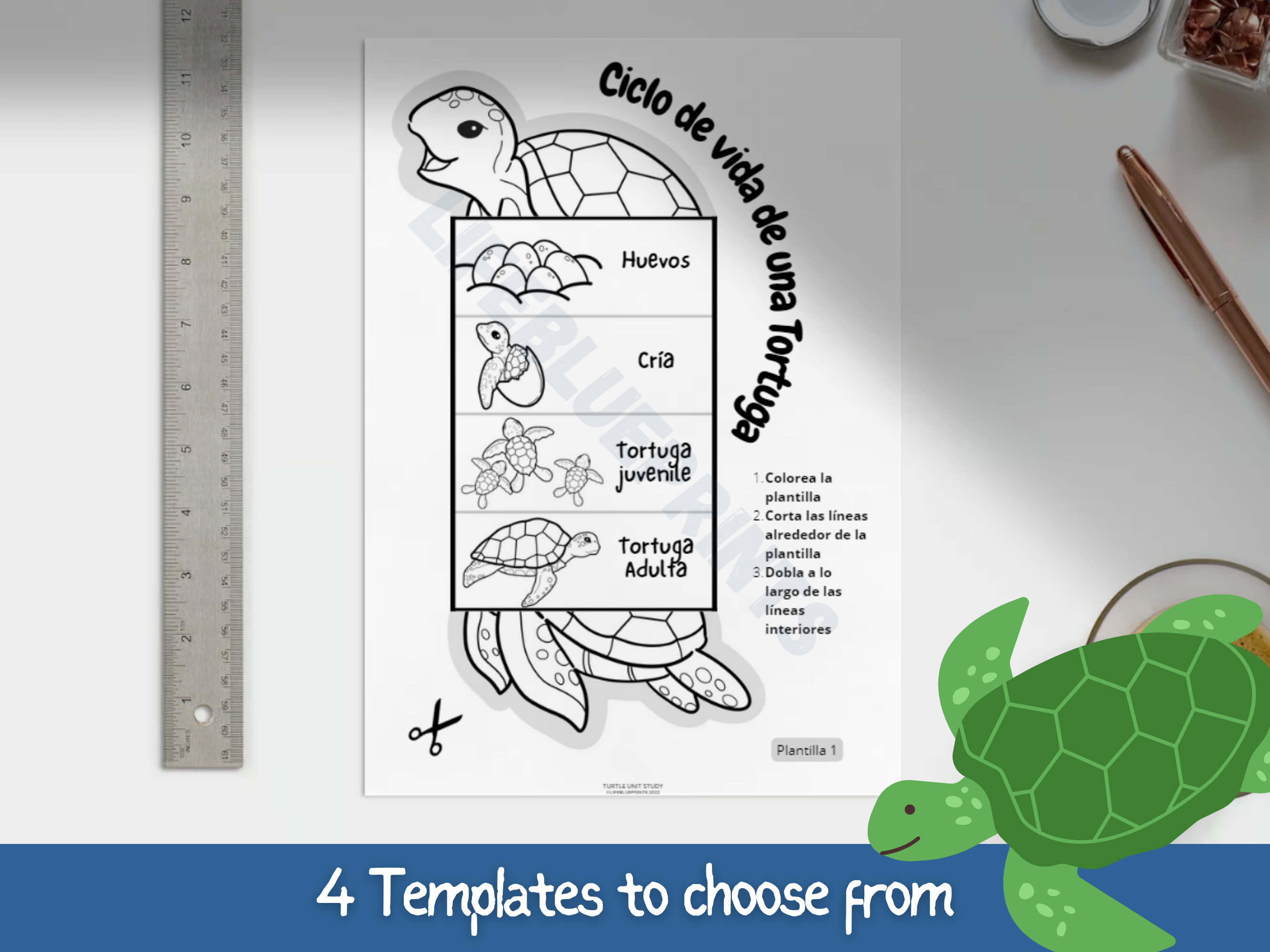 SPANISH Turtle Life Cycle Learning Activity for Kids | Montessori ...