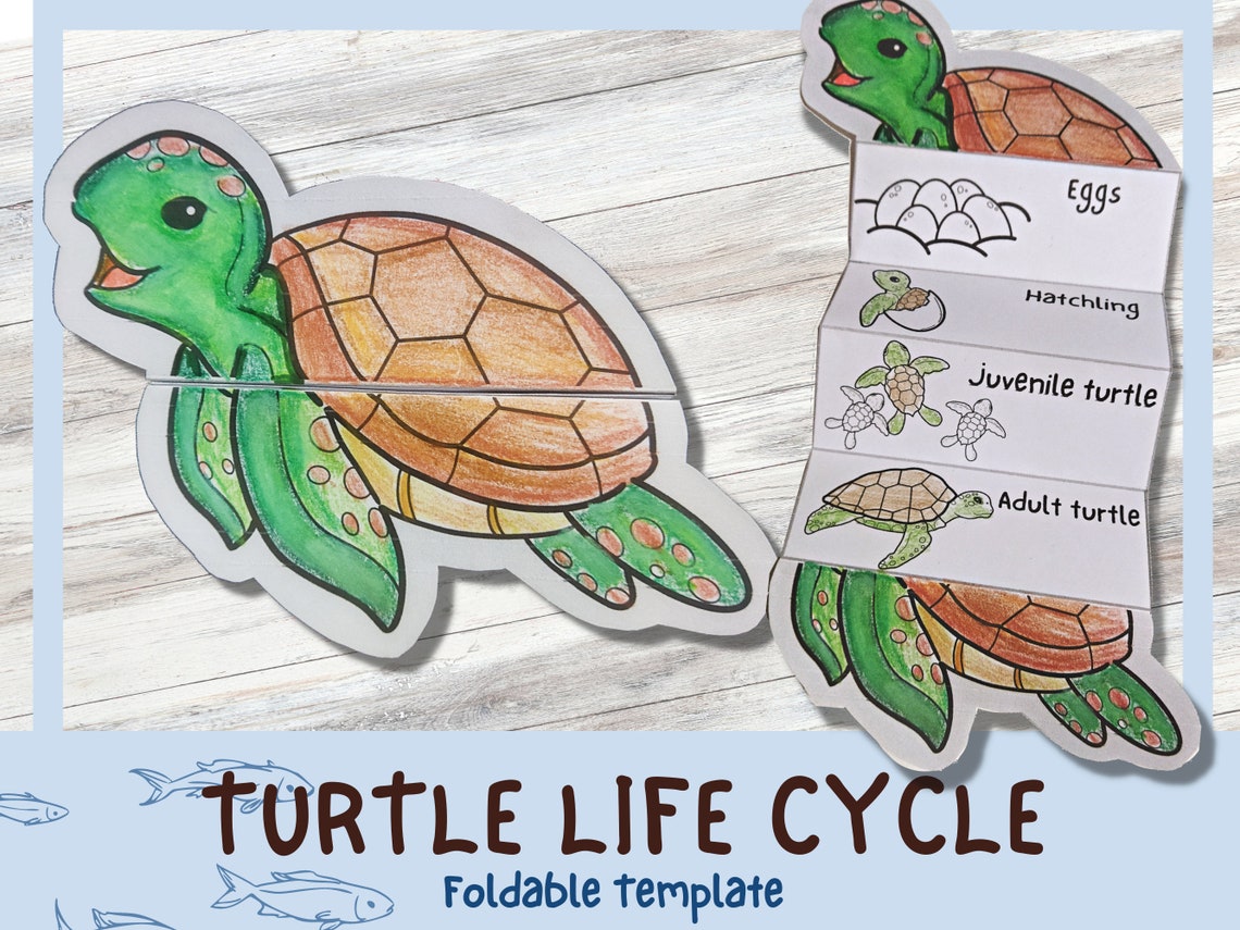 Foldable Turtle Life Cycle Learning Activity for Kids A4 and | Etsy