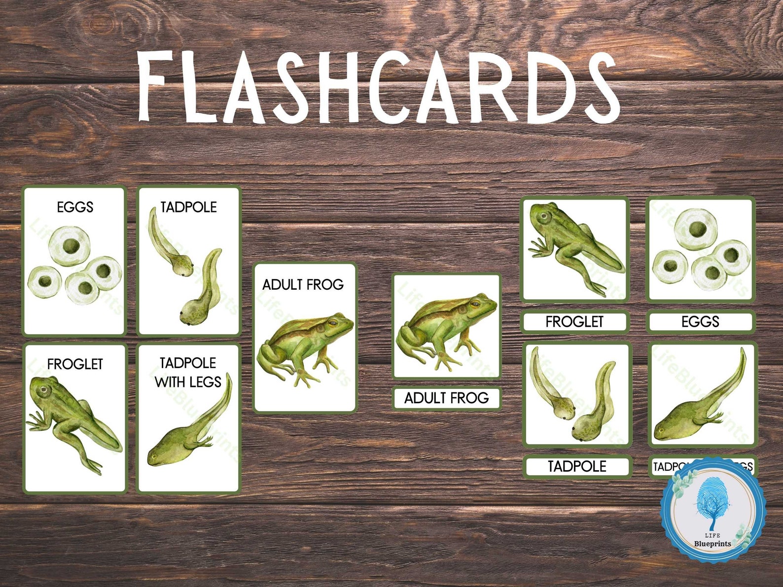 Frog Life Cycle Unit Study Poster, Flashcards, Lesson Plan Nature Study ...