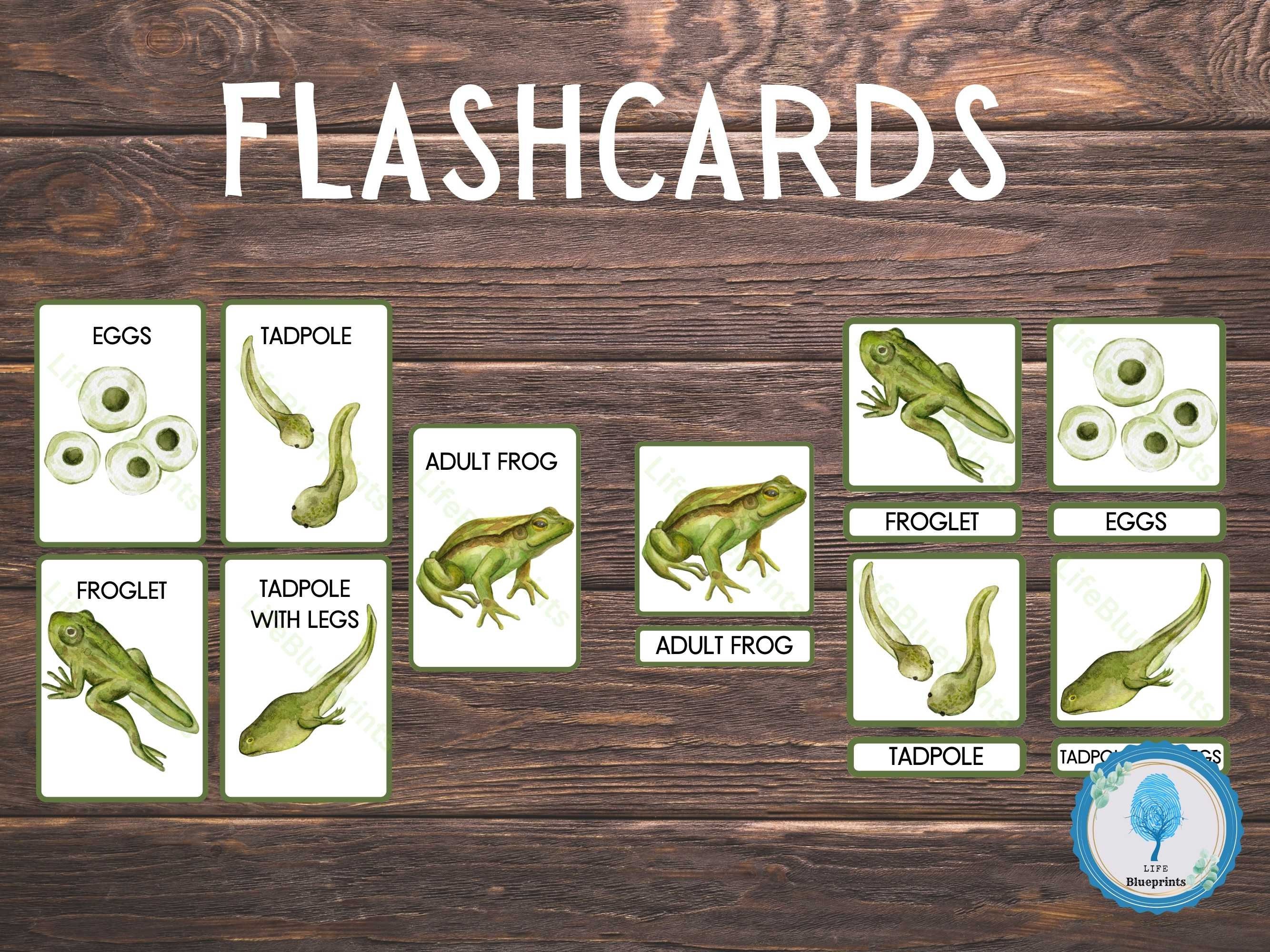 Frog Life Cycle Unit Study Poster, Flashcards, Lesson Plan Nature Study ...