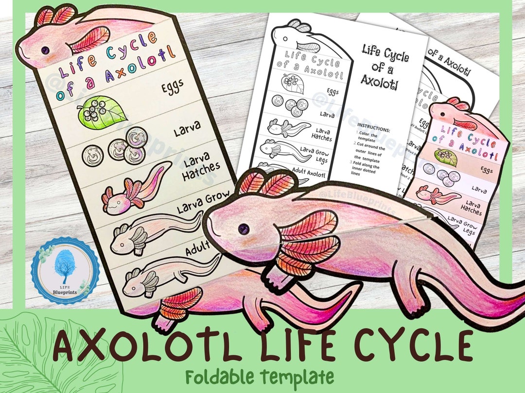 Axolotl Life Cycle Foldable | Amphibian Life Cycle Learning Activity ...