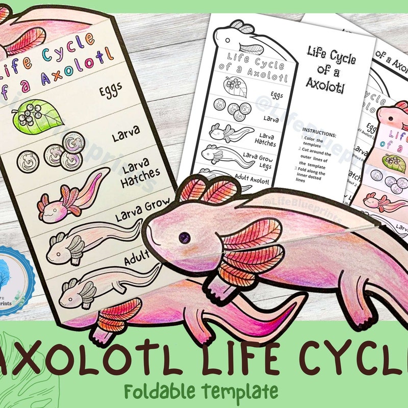 Axolotl - Etsy