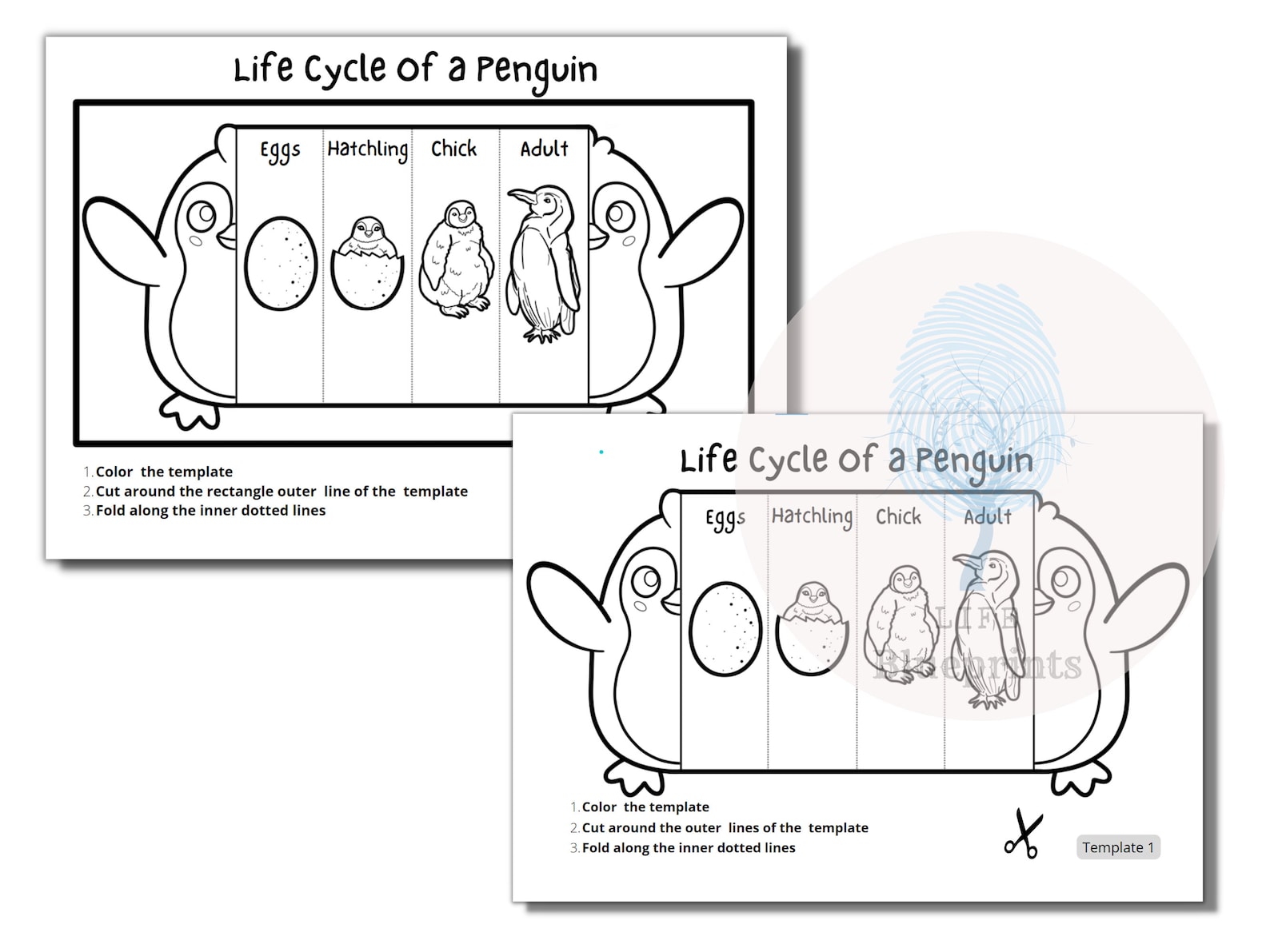 Foldable Penguin Life Cycle Learning Activity for Kids A4 and 11x8.5 ...