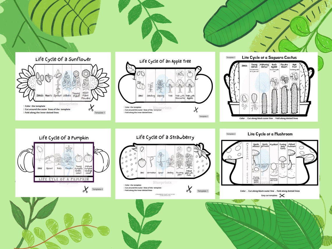 Life Cycle of Plants & Fungi Bundle of 6 Mushroom, Fruits Flowers ...