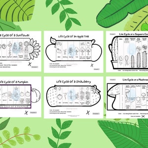 Life Cycle of Plants & Fungi Bundle of 6 | Mushroom, Fruits Flowers ...