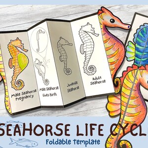 Foldable Seahorse Life Cycle Learning Activity for Kids Marine Life ...