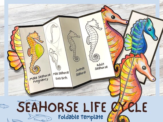 Foldable Seahorse Life Cycle Learning Activity for Kids A4 - Etsy Singapore