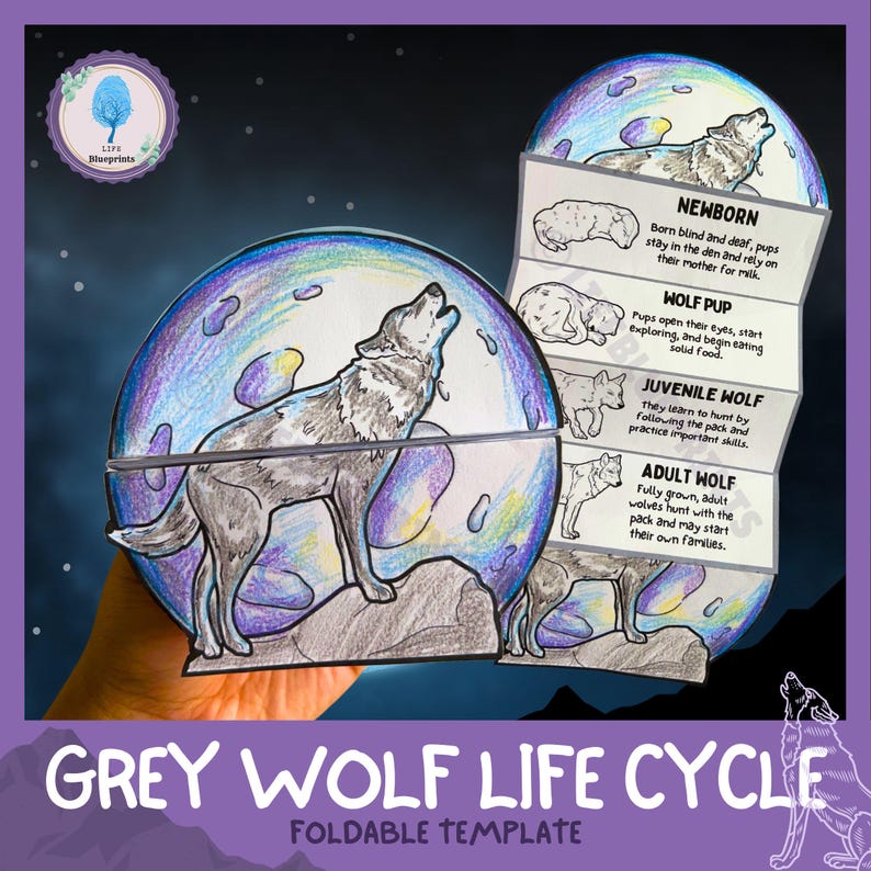 Grey Wolf Life Cycle Science Activity | Foldable Craft | Wolf Unit ...