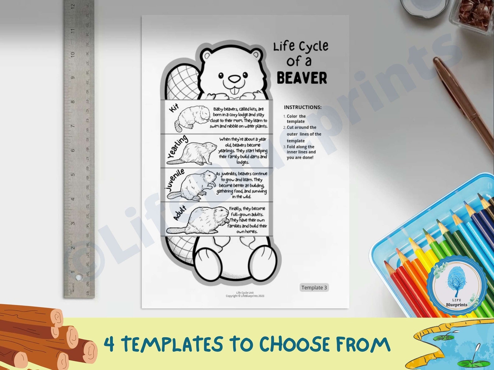 Foldable Beaver Life Cycle Learning Activity for Kids | A4 and 11x8.5 ...
