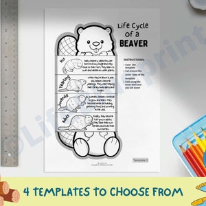 Foldable Beaver Life Cycle Learning Activity for Kids | A4 and 11x8.5 ...