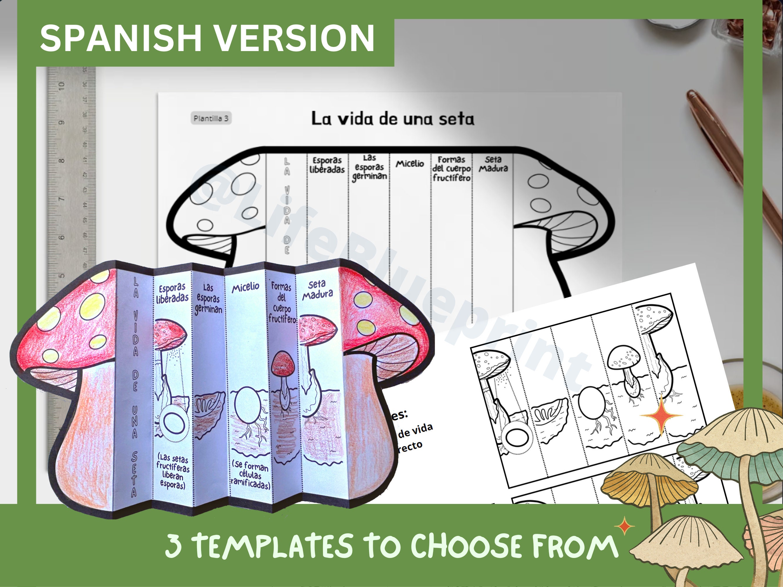 SPANISH Life Cycle of Plants & Fungi Bundle of 6 Mushroom, Fruits ...