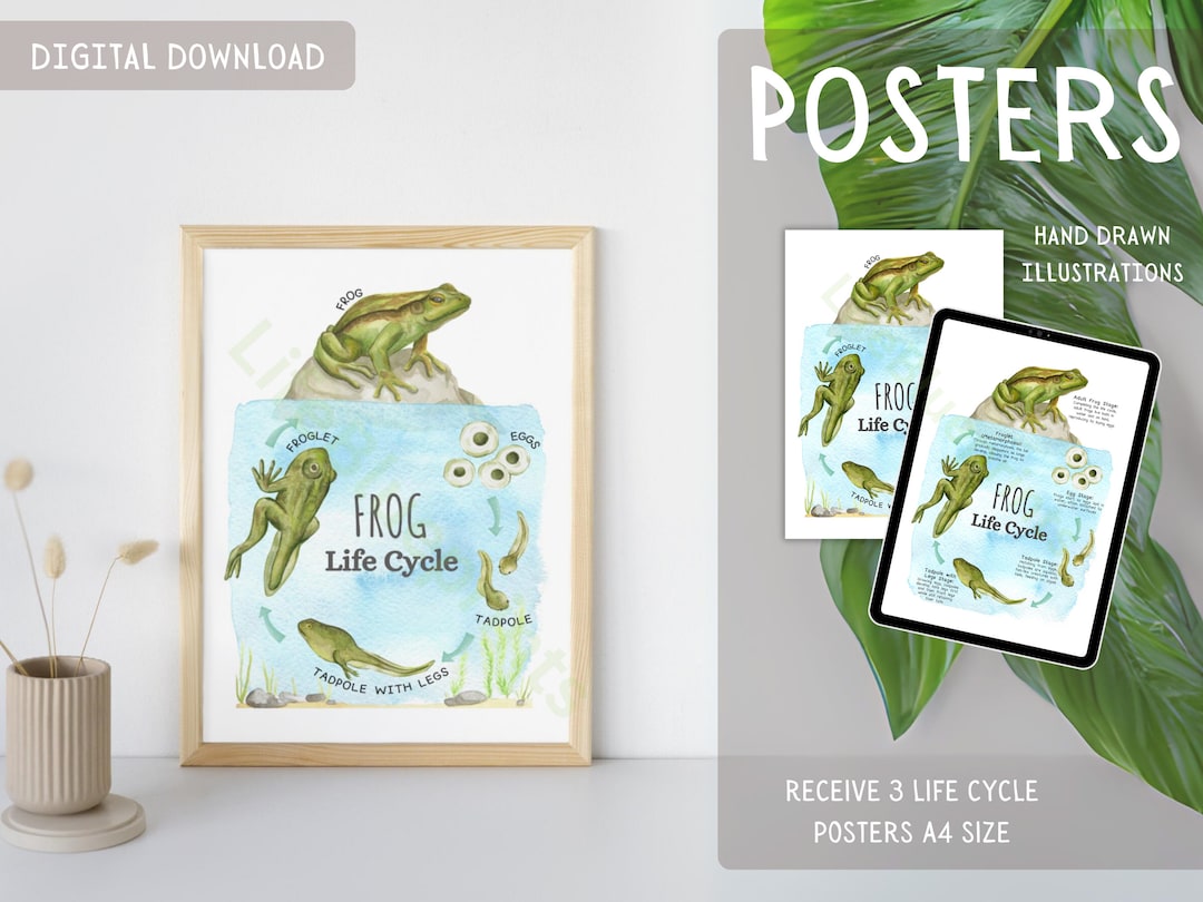 Frog Life Cycle Poster, Flashcards, Lesson Slides | Nature Study ...