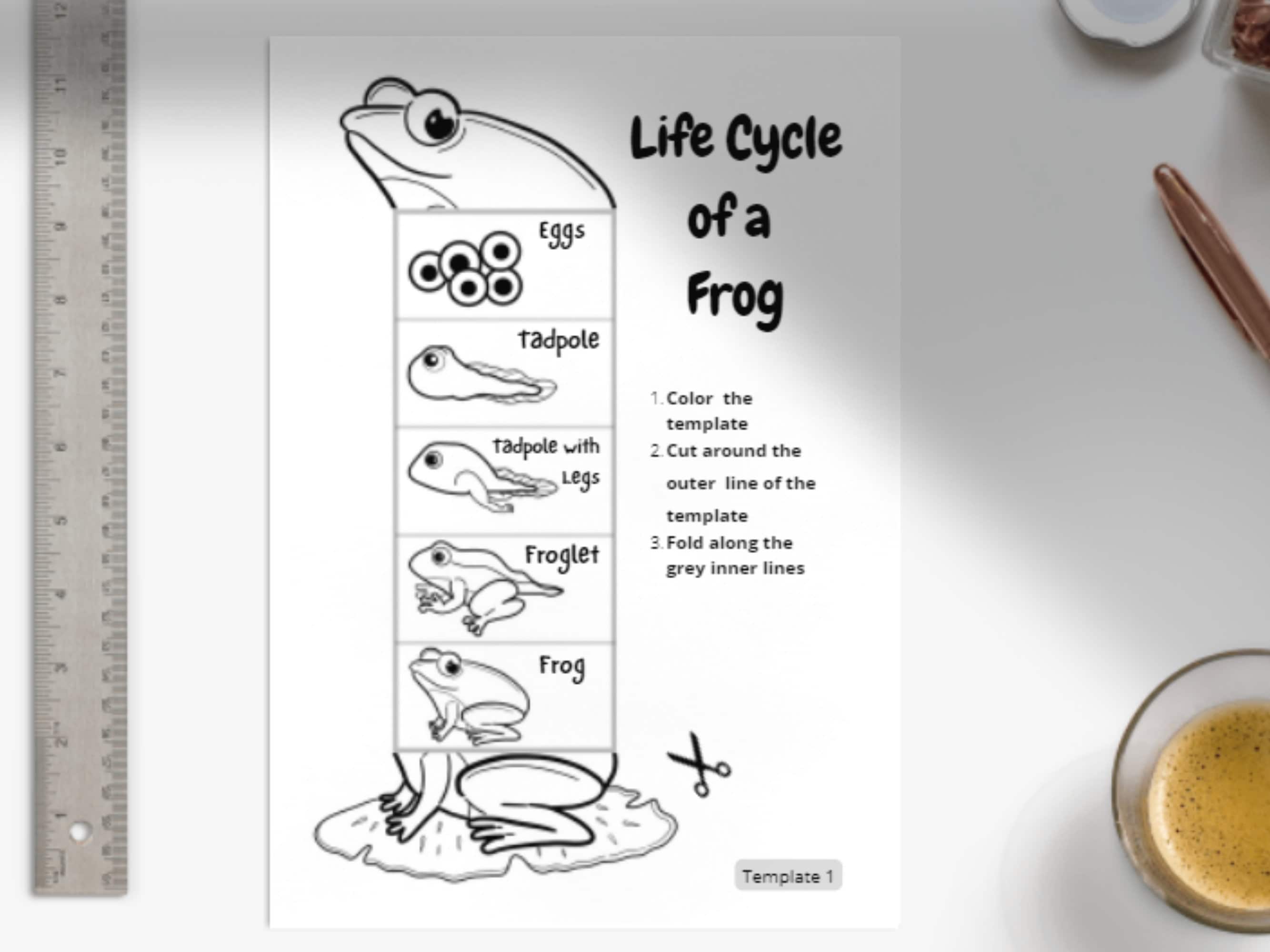 Foldable Frog Life Cycle Learning Activity for Kids A4 and - Etsy