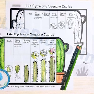 Cactus Life Cycle Learning Activity for Kids | A4 and 11x8.5 Inch ...