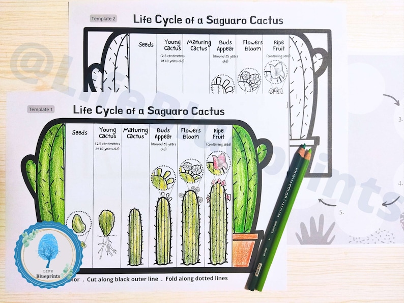 Cactus Life Cycle Learning Activity for Kids | A4 and 11x8.5 Inch ...