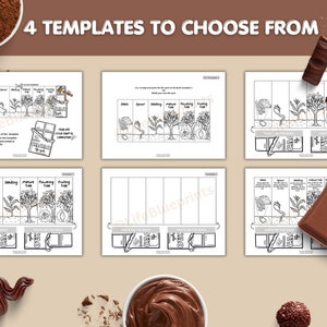 Cacao Life Cycle Foldout Activity for Kids | Discover Where Chocolate ...