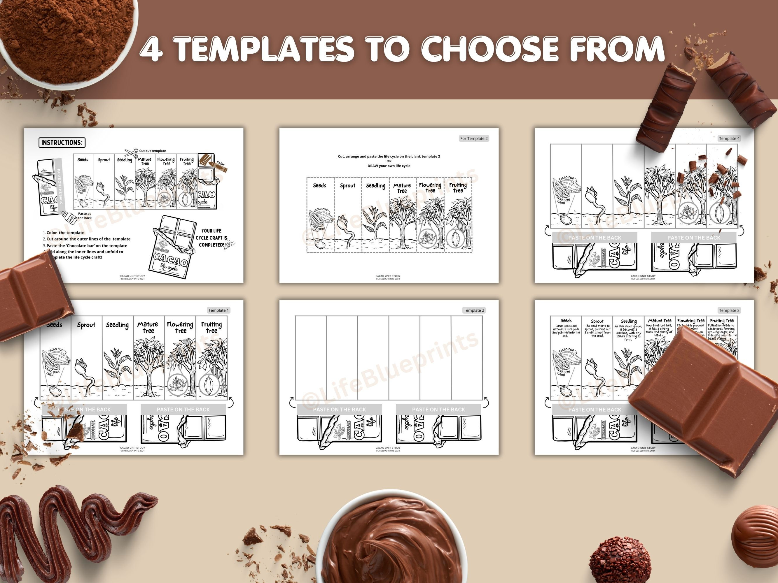 Cacao Life Cycle Foldout Activity for Kids | Discover Where Chocolate ...
