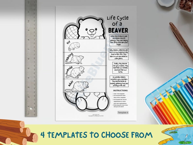Foldable Beaver Life Cycle Learning Activity for Kids A4 and 11x8.5 ...