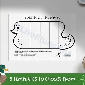 SPANISH Life Cycle of a Duck | Foldable Life Cycle Craft | Science ...