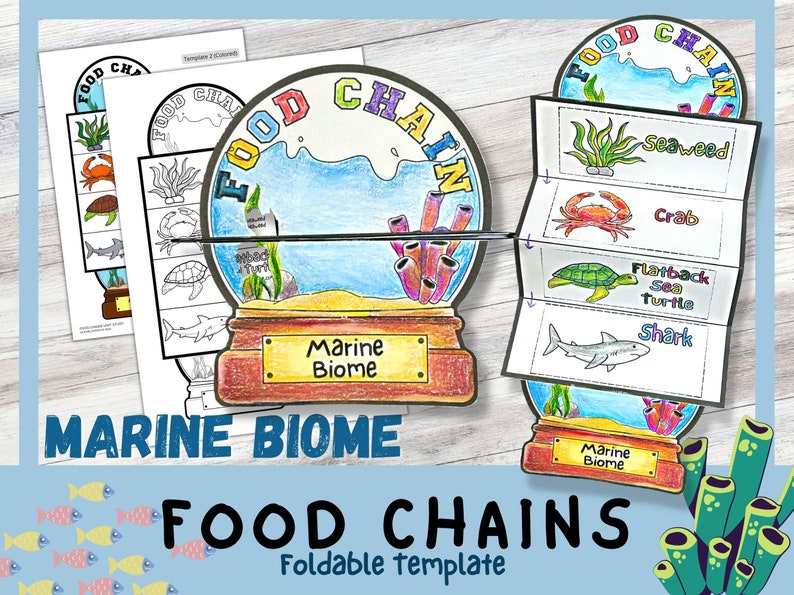 Marine Food Chains Foldable Kids' Craft | Snow Globe | Food Web ...