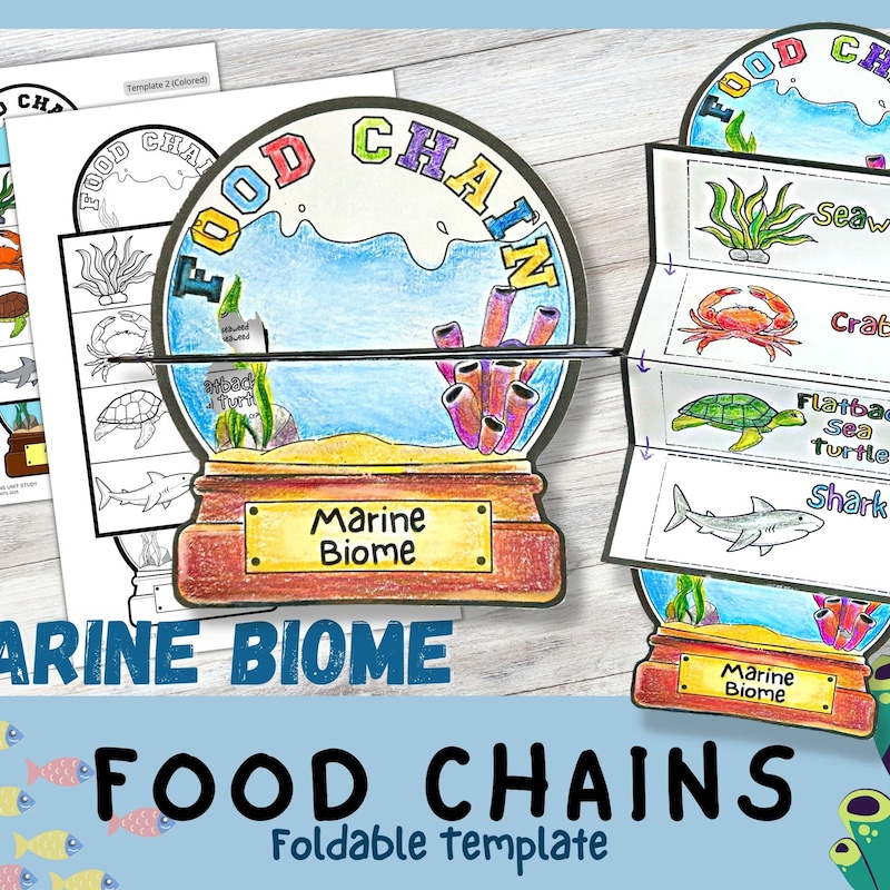 The Food Chain for Kids - Etsy New Zealand