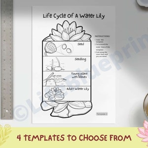 Foldable Water Lily Life Cycle Learning Activity for Kids | Plant Study ...