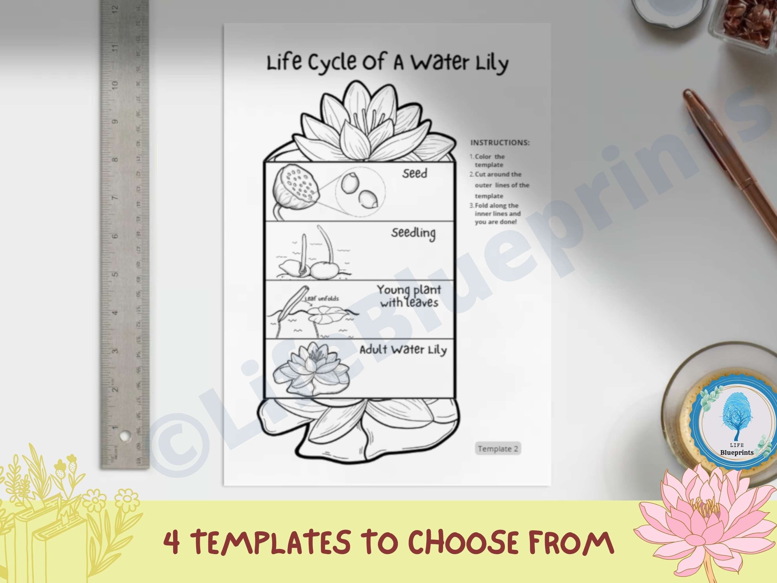 Foldable Water Lily Life Cycle Learning Activity for Kids Plant Study ...