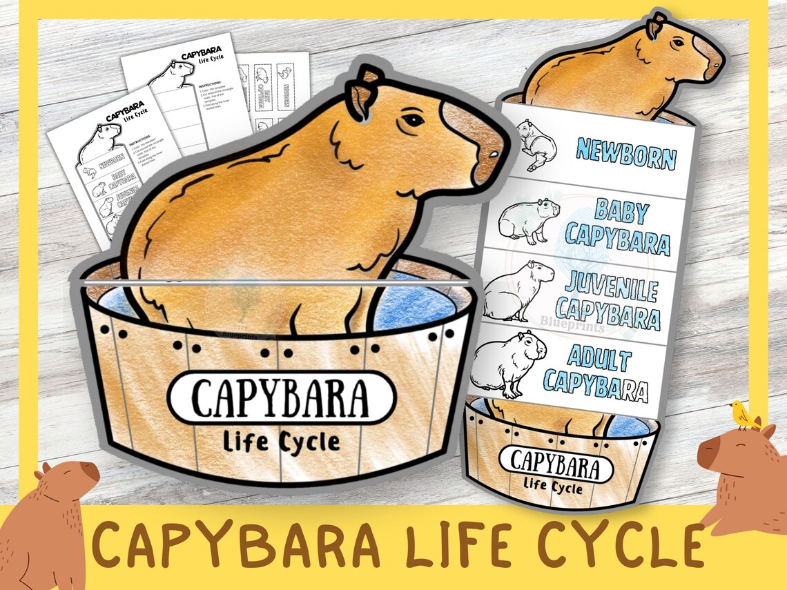 Capybara Life Cycle Learning Activity for Kids A4 and 11x8.5 Inch ...