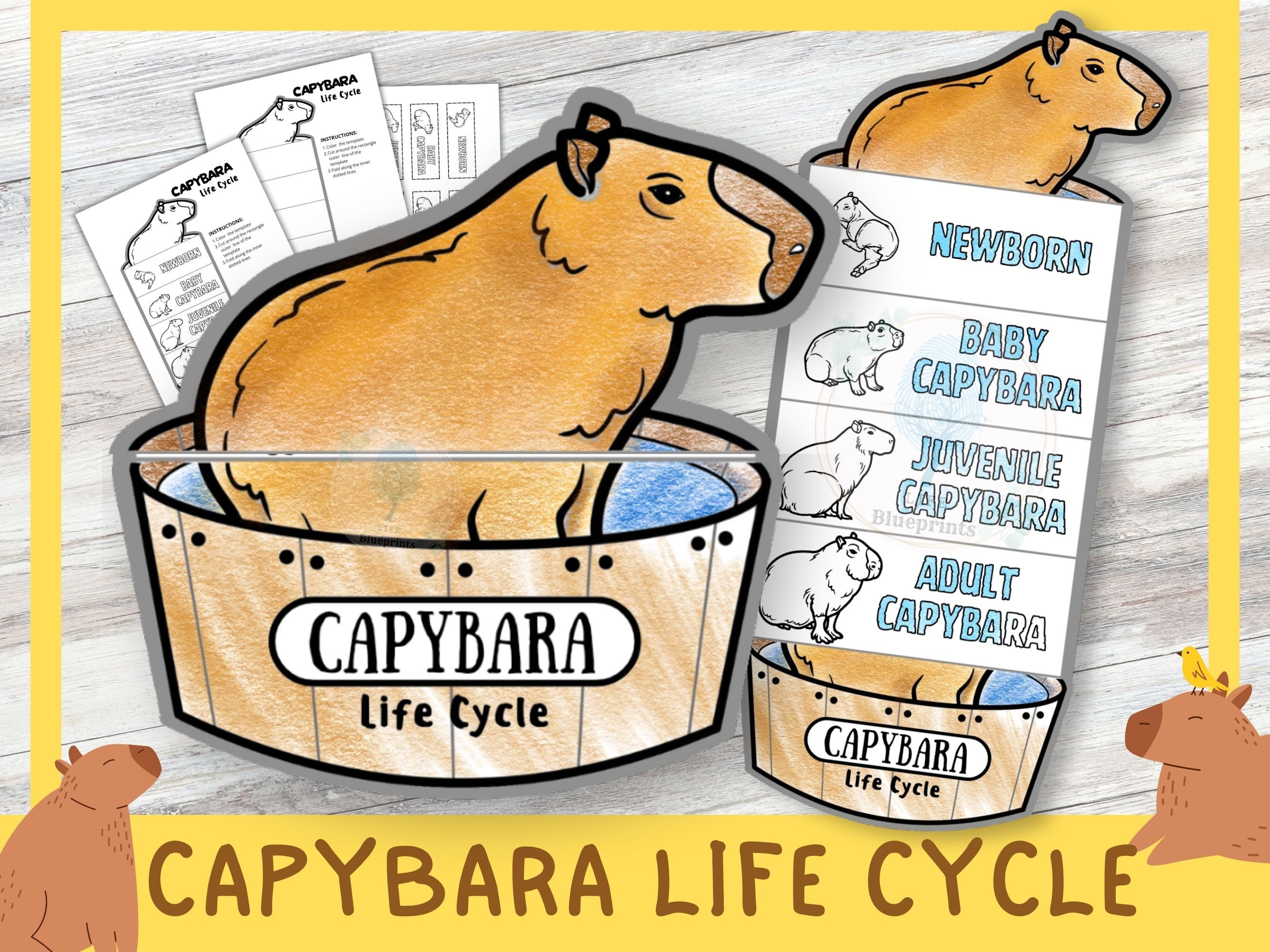 Capybara Life Cycle Learning Activity for Kids A4 and 11x8.5 Inch ...