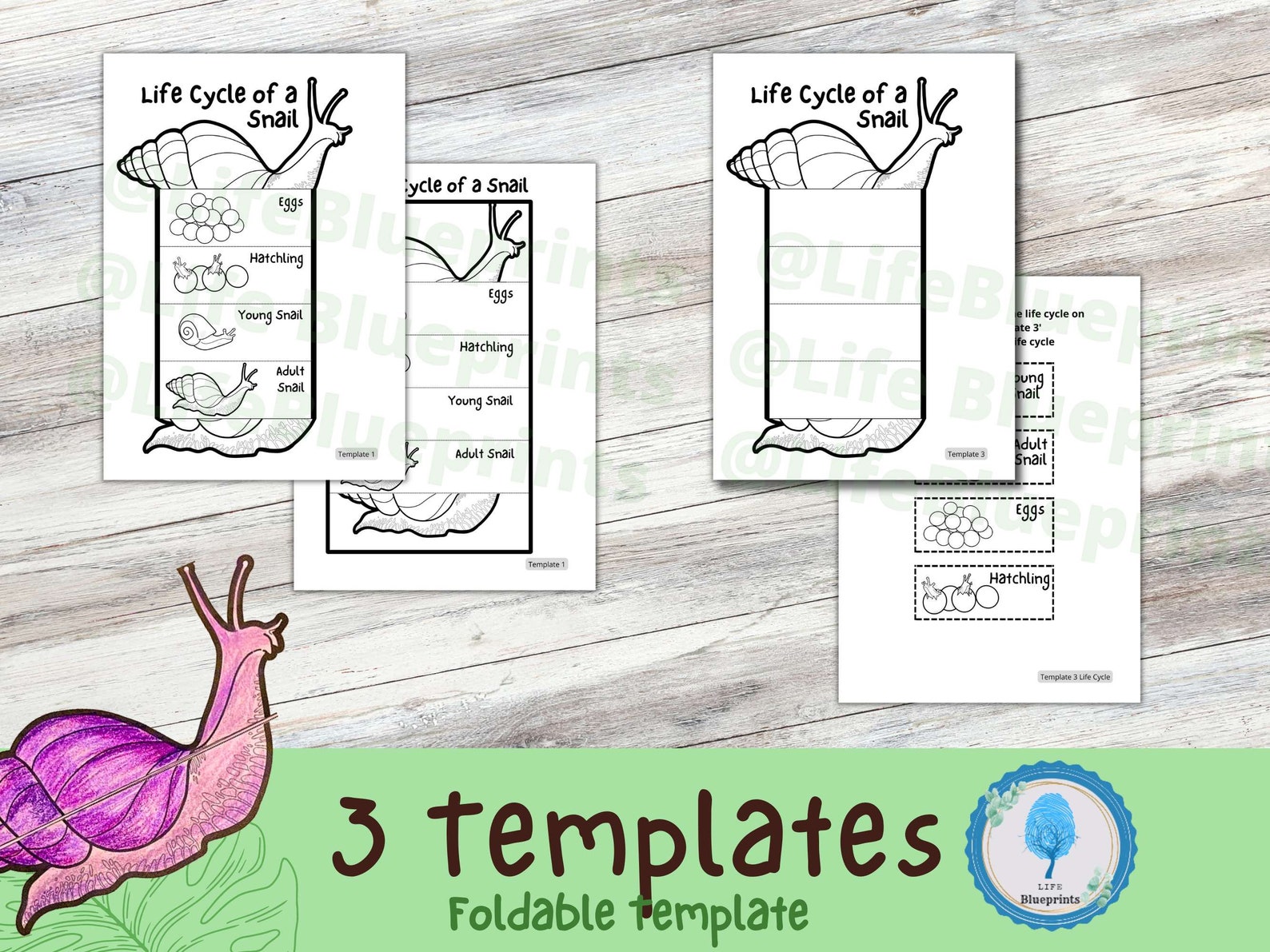 Foldable Snail Life Cycle Learning Activity for Kids | A4 and 11x8.5 ...