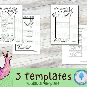 Foldable Snail Life Cycle Learning Activity for Kids | A4 and 11x8.5 ...