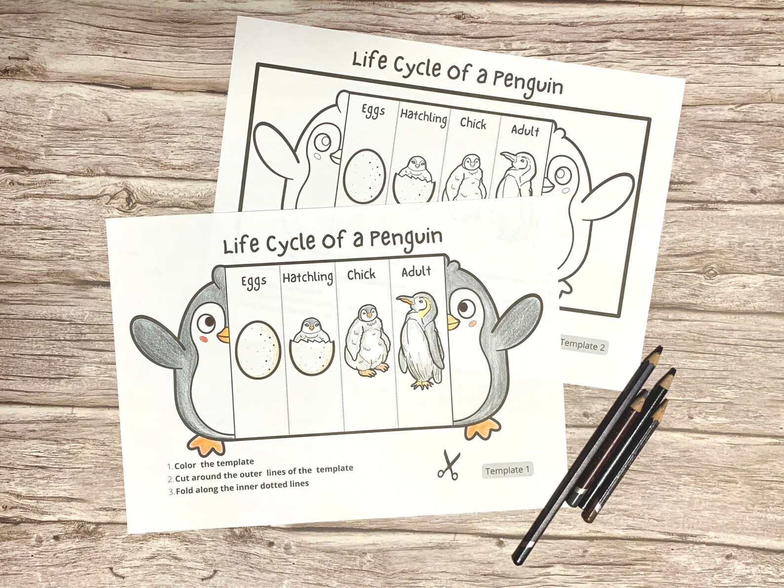 Foldable Penguin Life Cycle Learning Activity for Kids A4 and 11x8.5 ...