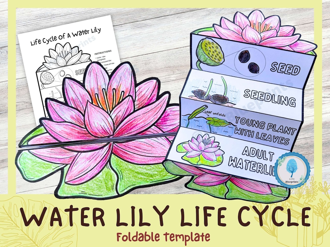 Foldable Water Lily Life Cycle Learning Activity for Kids | Plant Study ...